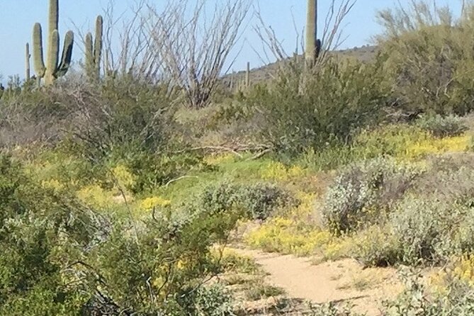 1-2 Hour Sonoran Desert Private Guided Hiking Tour - Exploring the Sonoran Desert: A Guide to the Private Guided Hiking Tour