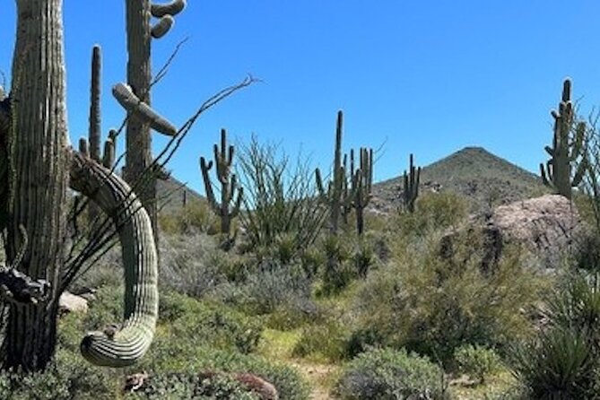 1-2 Hour Sonoran Desert Private Guided Hiking Tour - The Cost-Benefit Analysis: Is It Worth It?