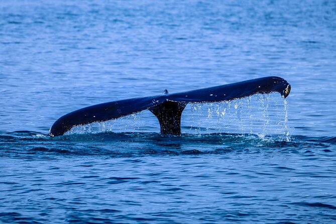 1.5 -Hour Guided Whale and Marine Life Tour - Is It Worth the Cost?