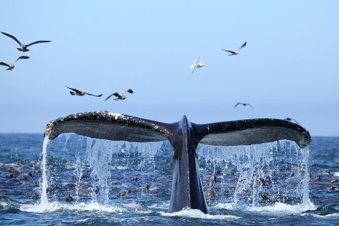 1.5 Hour Whale Watching Cruise With Transportation - Key Points