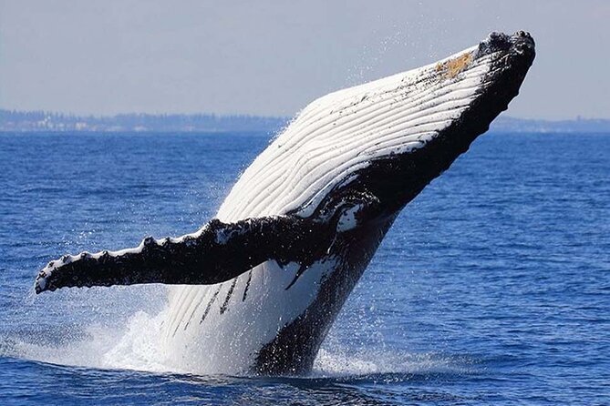 1.5 Hour Whale Watching Cruise With Transportation - The Experience Breakdown: What to Expect