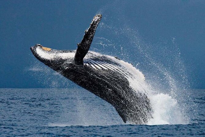 1.5 Hour Whale Watching Cruise With Transportation - Why This Tour Offers Good Value