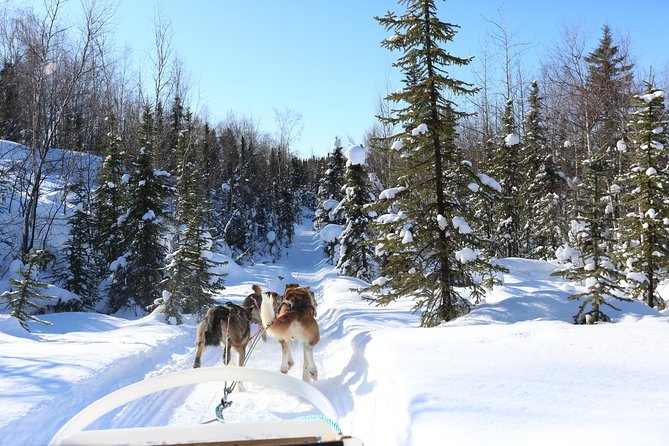 1-hr. Dog Sledding Tour in Fairbanks (without transportation) - Key Points