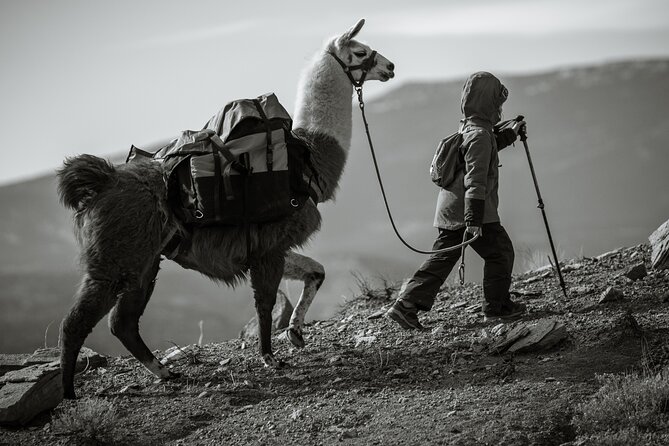 2-Hour Llama Hike
