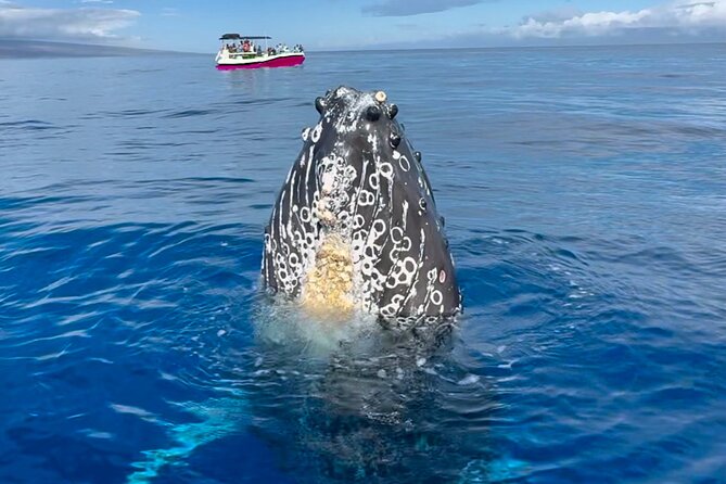 2 Hour Prime Time Maui Whale Watching - What’s Included and What to Keep in Mind