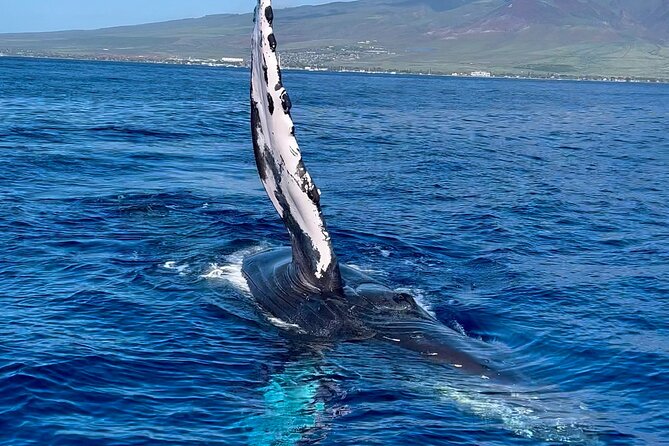 2 Hour Prime Time Maui Whale Watching - FAQ