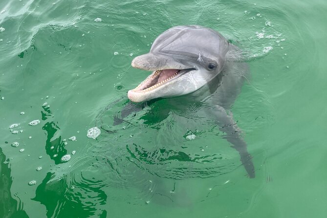 2 Hour Private Dolphin and Sightseeing Tour Shell Island