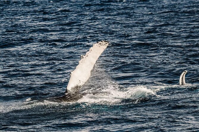 2Hour Whale Watching and Boat Cruise in Haleiwa Oahu Hawaii - Key Points