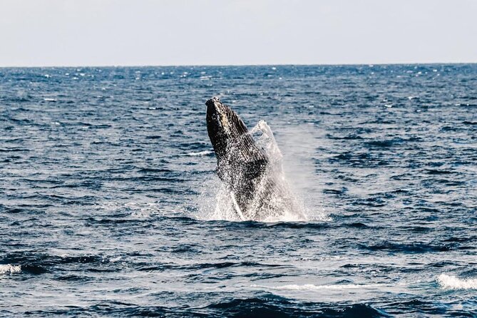2Hour Whale Watching and Boat Cruise in Haleiwa Oahu Hawaii - What to Expect from the Whale Watching Cruise