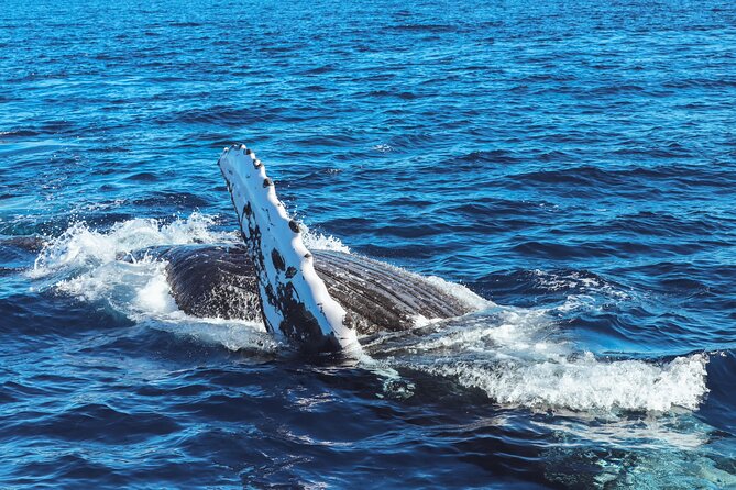 2Hour Whale Watching and Boat Cruise in Haleiwa Oahu Hawaii - Who Should Consider This Tour?