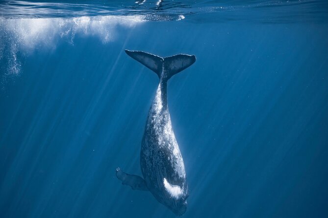 2Hour Whale Watching and Boat Cruise in Haleiwa Oahu Hawaii - The Sum Up