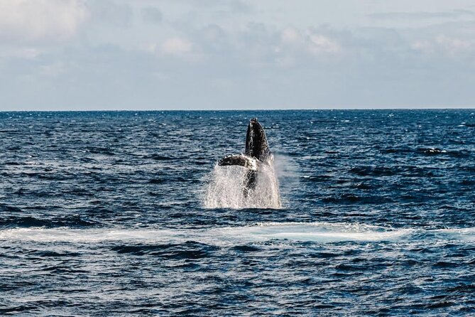 2Hour Whale Watching and Boat Cruise in Haleiwa Oahu Hawaii - FAQ