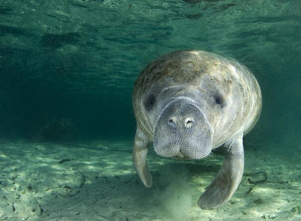 3-Hour Small Group All-Inclusive Manatee Swim with Photo Package - What the Tour Entails