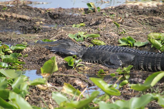 30-Minute Airboat Ride, Lunch, Gem Mining and Park Admission - Native American Village and History