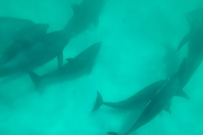 4 Hour Eco Dolphin Tour in Panama - What to Expect from the 4 Hour Eco Dolphin Tour