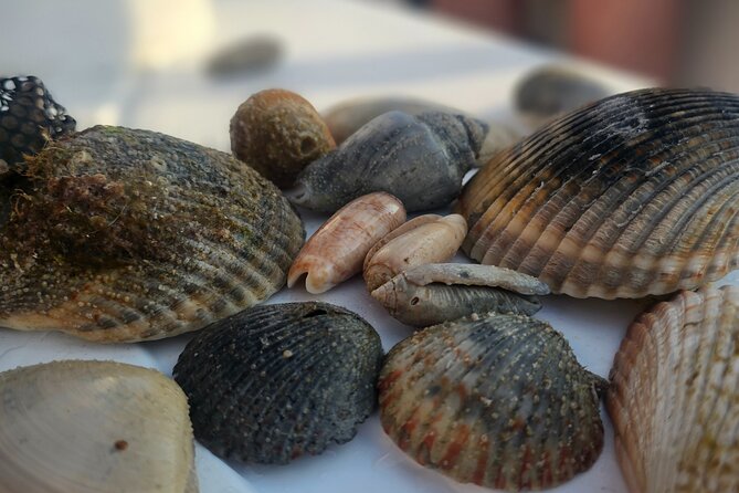 4 Hour Eco Dolphin Tour in Panama - Final Thoughts: The Value of a Personalized Marine Adventure