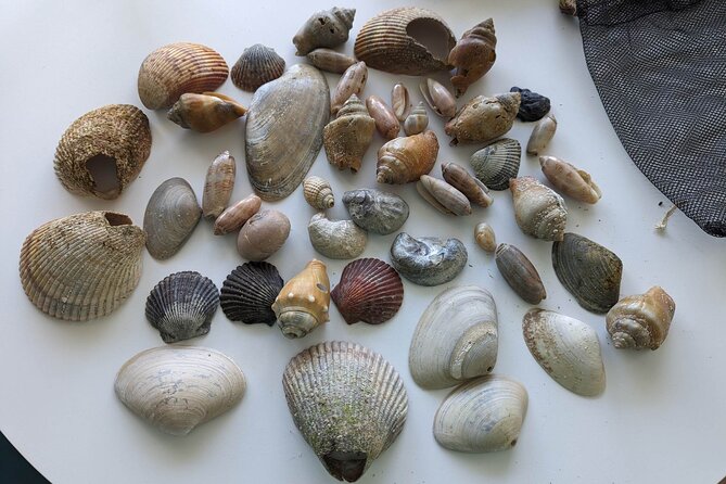 4 Hour Eco Dolphin Tour in Panama - FAQ