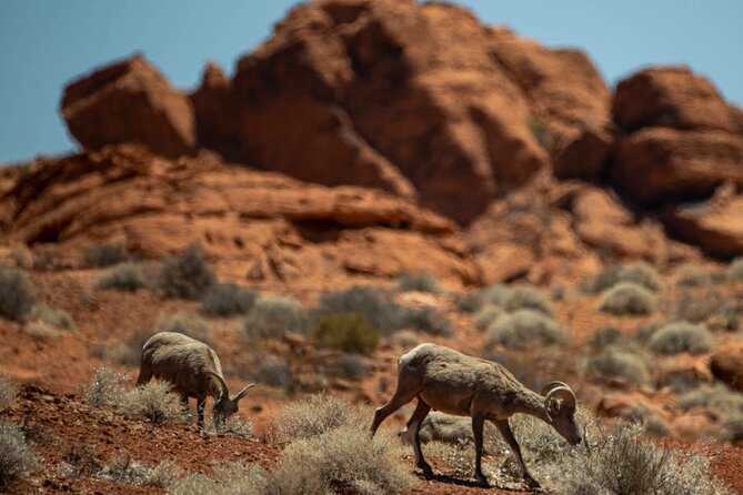 5 Hour Las Vegas Off-Road Secrets: Self Drive Jeep Adventure - The Sum Up