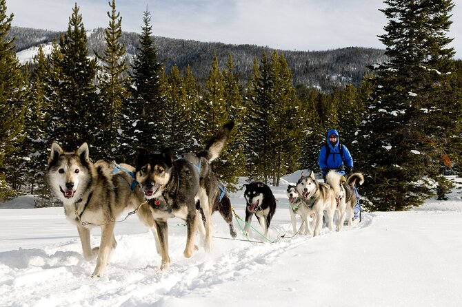 6 Day Winter Wonderland Tour in Yellowstone National Park - Authentic Traveler Insights
