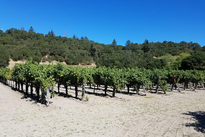 6 Hour Sonoma Pinot Noir and or Zinfandel Wine Tasting Tour - A Deep Dive into the 6 Hour Sonoma Pinot Noir and Zinfandel Tour