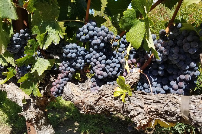 6 Hour Sonoma Pinot Noir and or Zinfandel Wine Tasting Tour - FAQs