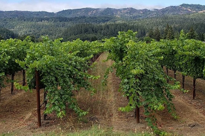 6 Hour Sonoma Wine Tasting Tour from San Francisco - An In-Depth Look at the Sonoma Wine Tasting Tour