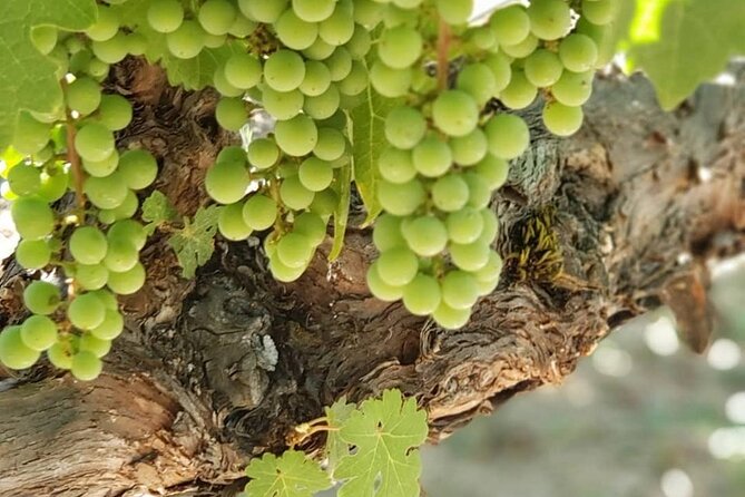 6 Hour Sonoma Wine Tasting Tour from San Francisco - Who Will Love This Tour?