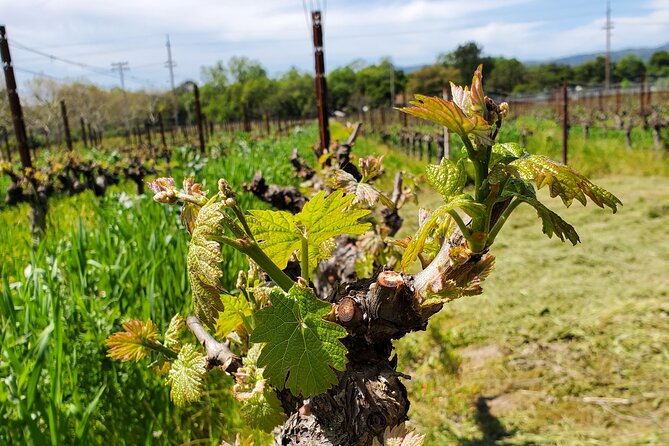 6-Hour Sparkling Wine Tour of Napa Valley - Who Is This Tour Best For?