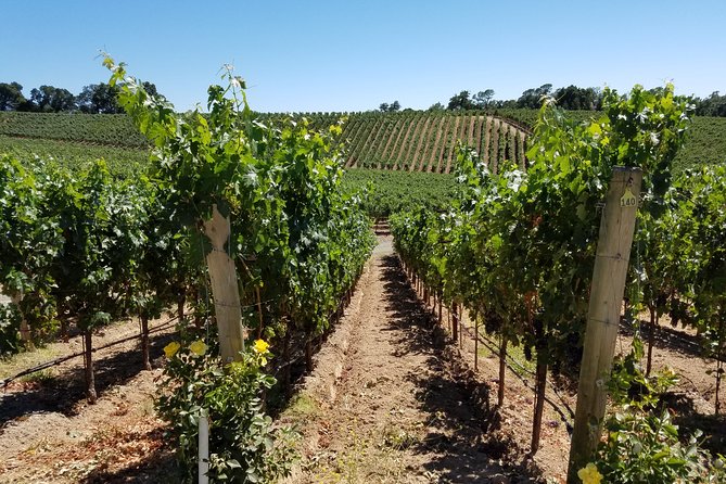 6 Hour Variety Wine Vineyard Tour in Napa Valley - Why Choose the 6 Hour Variety Wine Vineyard Tour?