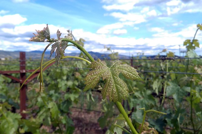 6 Hour Variety Wine Vineyard Tour in Napa Valley - The Sum Up