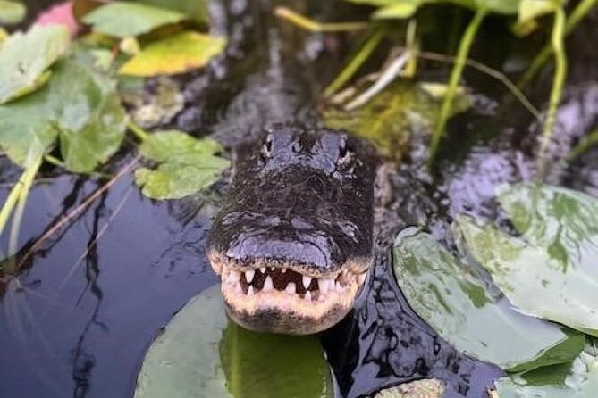 60 min Small Group Everglades Airboat Ride in Miami - Who Is This Tour Best For?