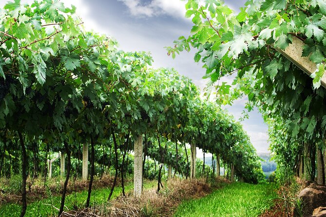 8 Hour Private Tour in Wine Country from San Francisco - Who Will Love This Tour?