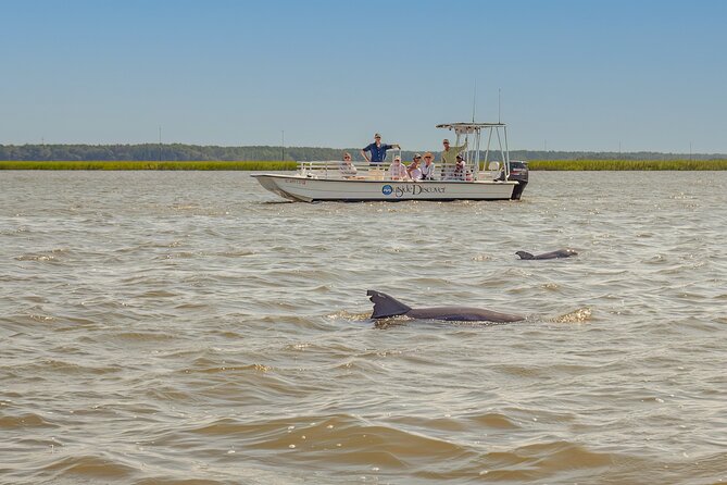 90 Minute Hilton Head Dolphin and Nature Cruise