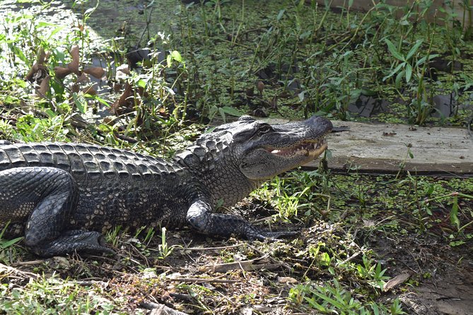 90-Minute Jean Lafitte Swamp and Bayou Tour with Transportation - What Makes the Tour Stand Out?