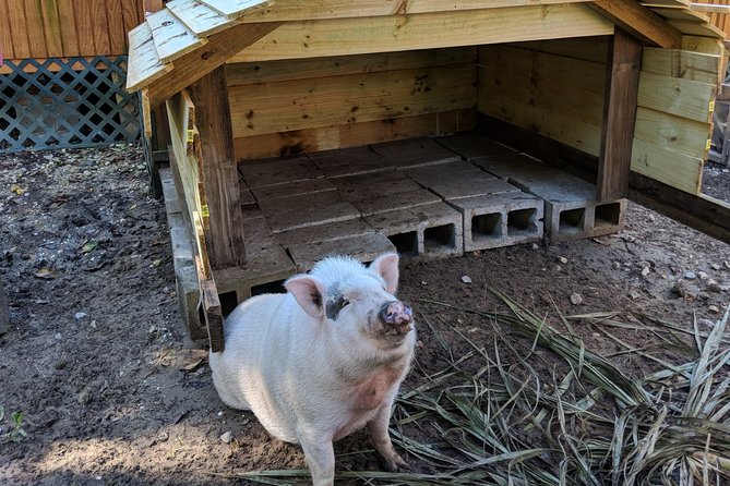 90-Minute Jean Lafitte Swamp and Bayou Tour with Transportation - Who Will Love This Tour?