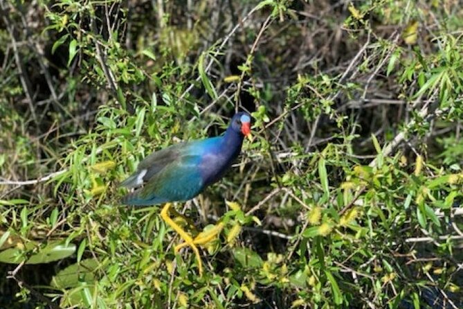 90 minutes Private Everglades Airboat Ride in Miami - Exploring the Everglades on a Private Airboat Tour: A Deep Dive