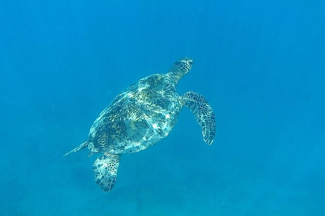 9am Turtle Canyon Snorkel Adventure - The Experience from Guest Perspectives