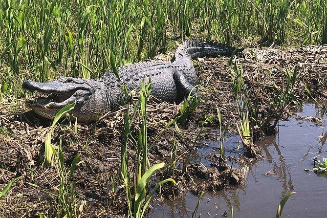 Airboat Ride with Transportation from New Orleans - Key Points