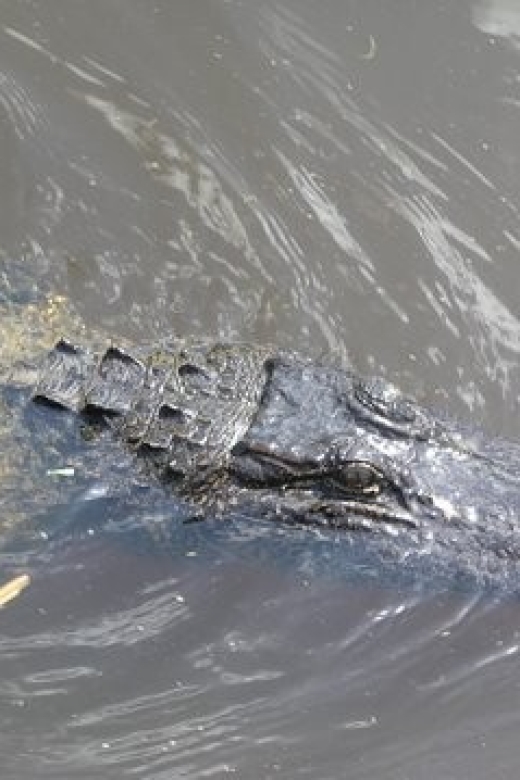 Airboat Tour of Louisiana Swamps - A Closer Look at the Louisiana Swamp Airboat Tour