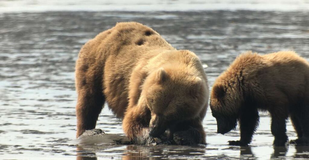 Alaska 9 Day Ocean Wildlife to Interior Wilderness Adventure