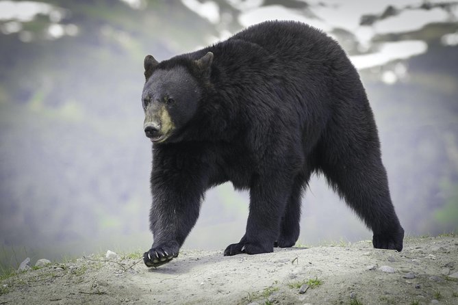 Alaska Wildlife Tour - Final Thoughts