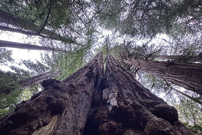 Alcatraz Plus Muir Woods & Sausalito Combo Tour - Final Thoughts: Who Should Consider This Tour?