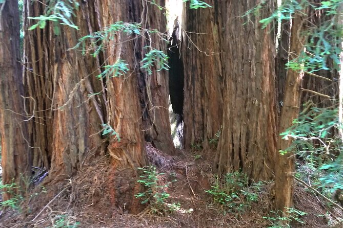 Alcatraz with Muir Woods and Sausalito Tour - Final Thoughts: Is It Worth It?