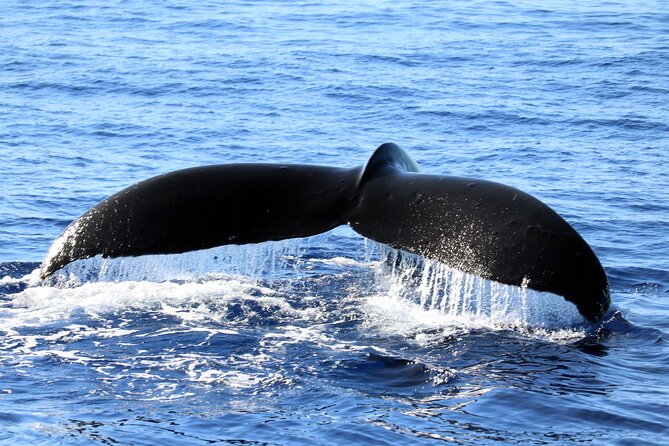 All-Inclusive Sunset Dolphin Watch and Snorkeling Cruise - A Detailed Look at the Sunset Dolphin Watch and Snorkeling Cruise