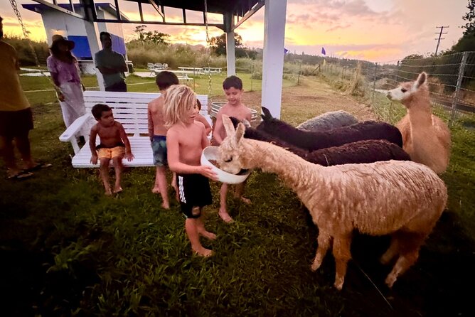 Alpaca Farm Experience on the Road to Hana - The Unique Appeal of Interacting with Alpacas