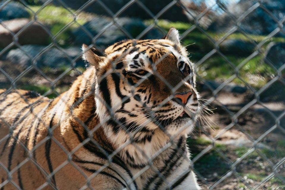 Alpine: Lions Tigers & Bears Animal Sanctuary Guided Visit - FAQ