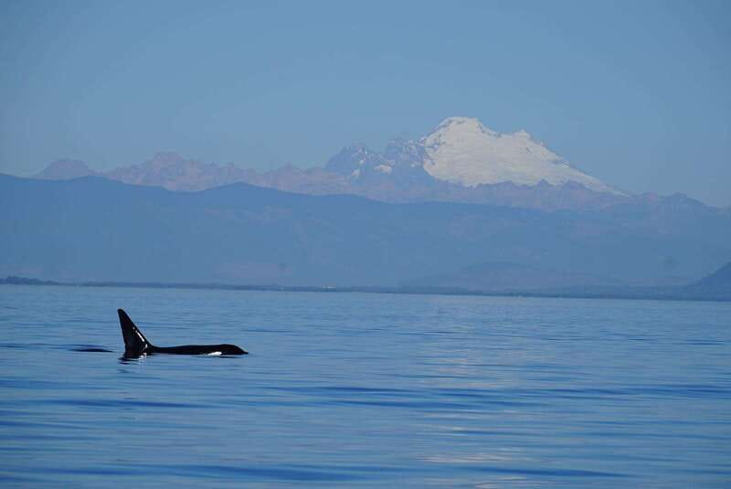 Anacortes: Orca Whales guaranteed boat tour near Seattle - Anacortes: Orca Whales Guaranteed Boat Tour near Seattle