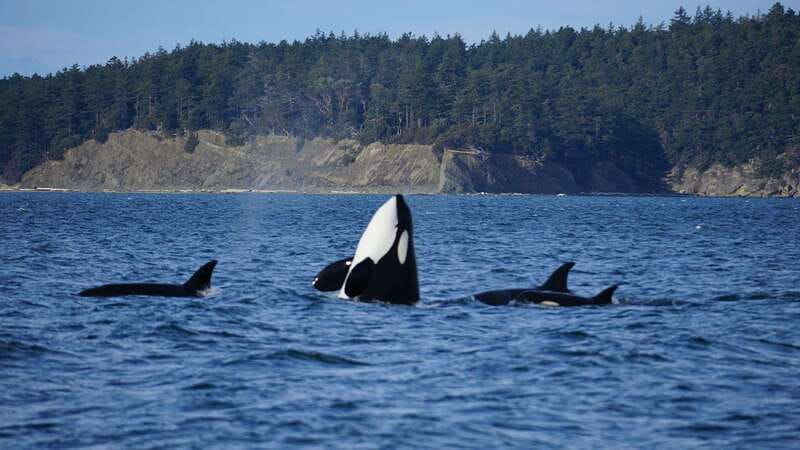 Anacortes: Orca Whales guaranteed boat tour near Seattle - Key Points