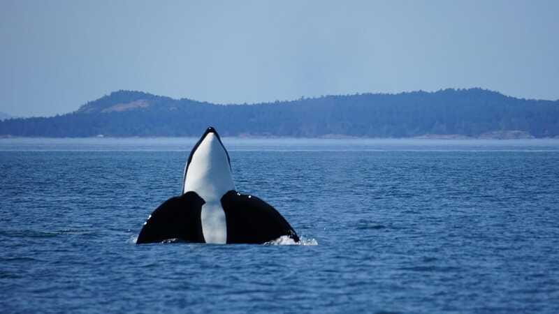 Anacortes: Orca Whales guaranteed boat tour near Seattle - Who Will Love This Experience?