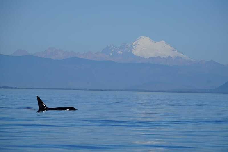Anacortes: Orca Whales guaranteed boat tour near Seattle - The Sum Up